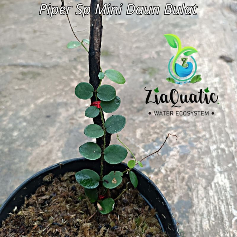 Jual Piper Sp Mini Daun Bulat - Tanaman Paludarium Terrarium ...