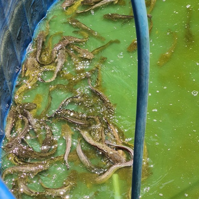 Jual IKAN Konsumsi Air Tawar LELE Hidup Fresh / Frozen Beku GURAMI NILA ...