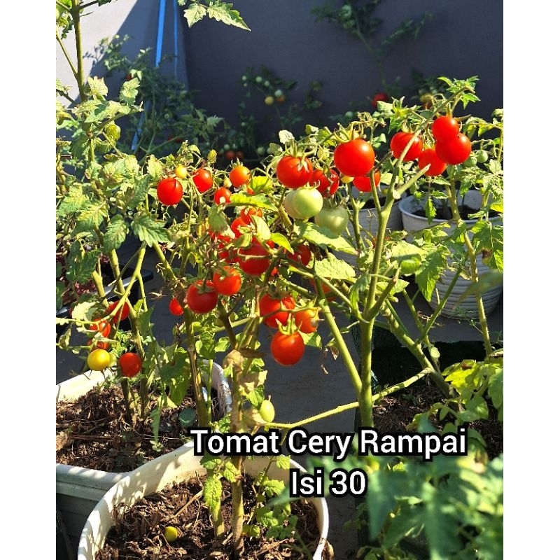 Jual Biji Tomat Rampai Kebun Una kebun.una Kebununa | Shopee Indonesia