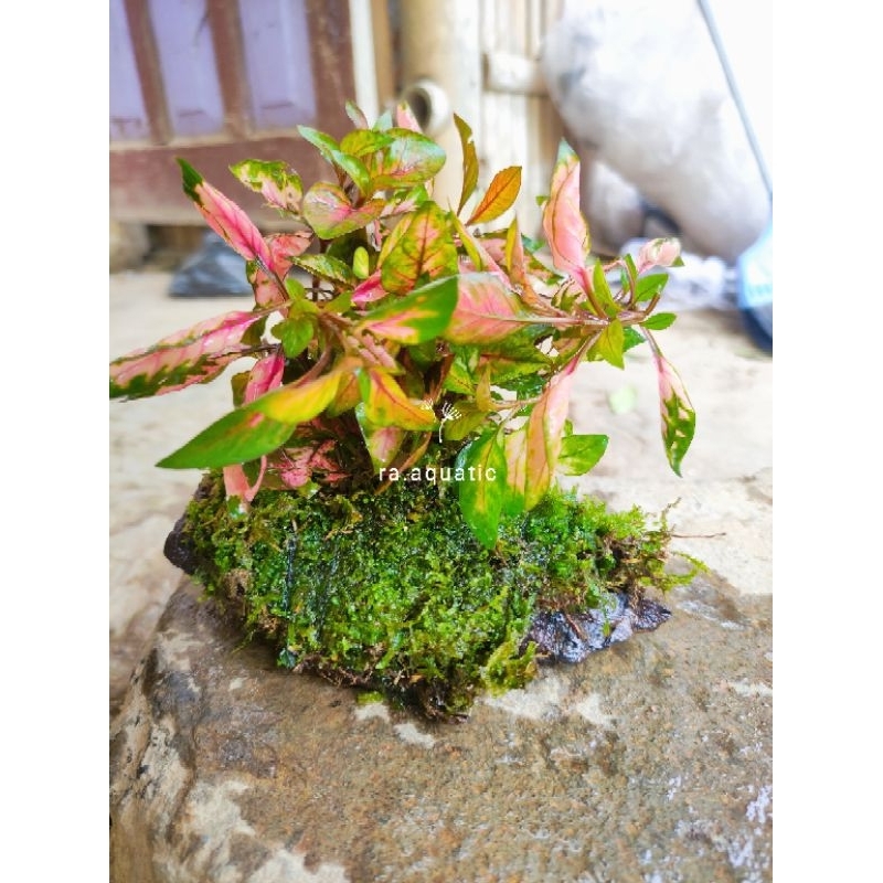 Jual kayu rentek full mos variasi tanaman aquascape | Shopee Indonesia