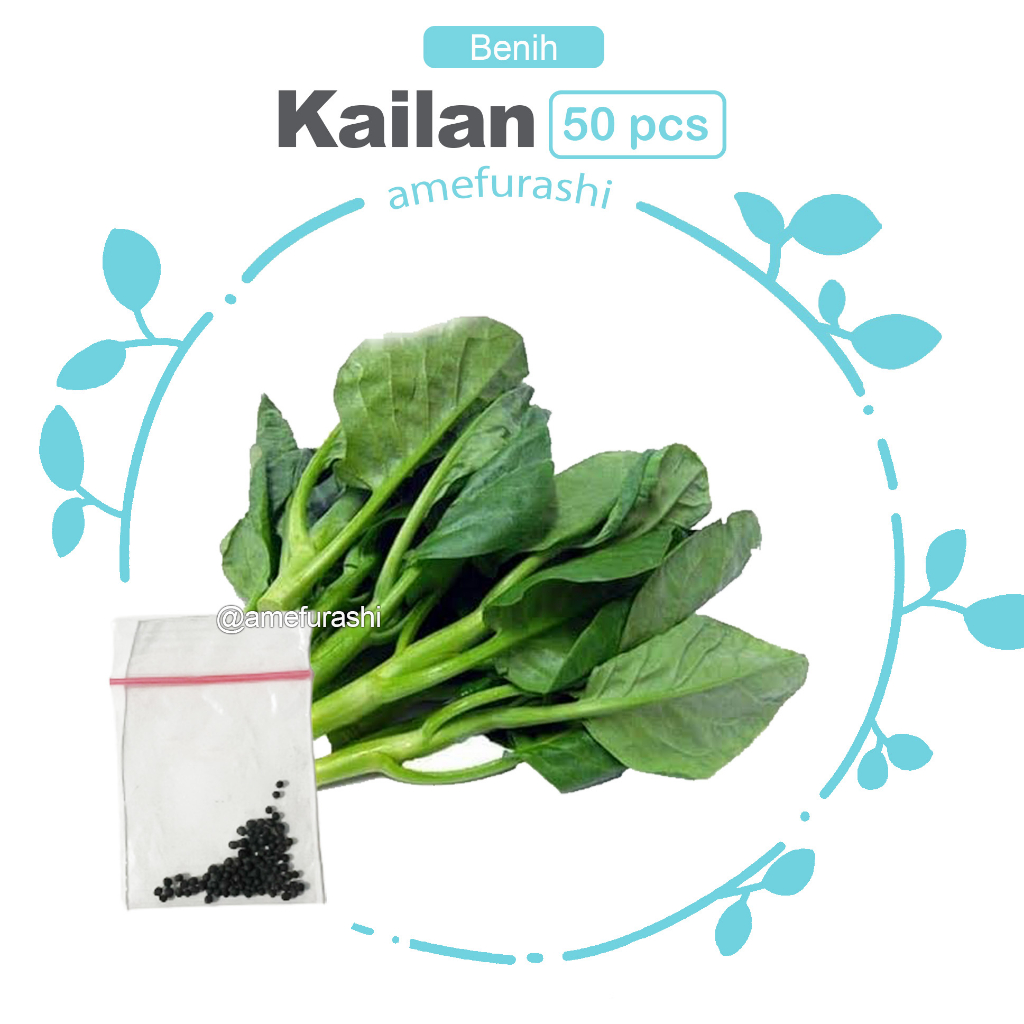 Jual Amefurashi 50 Benih Bibit Biji Sayur Kailan Chinese KaleVegetables ...