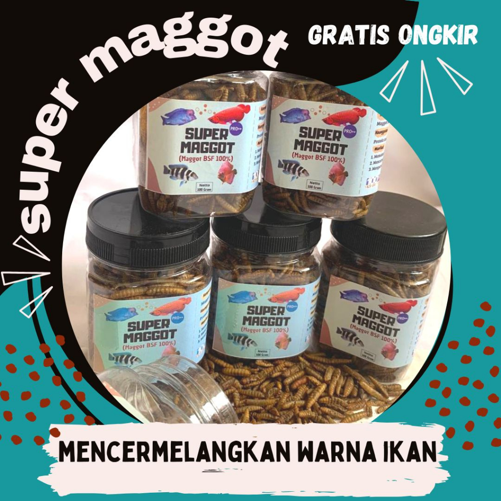 Jual Maggot Pakan Ik4n Chana Channa Auranti Maru Arwana Magot Kering ...