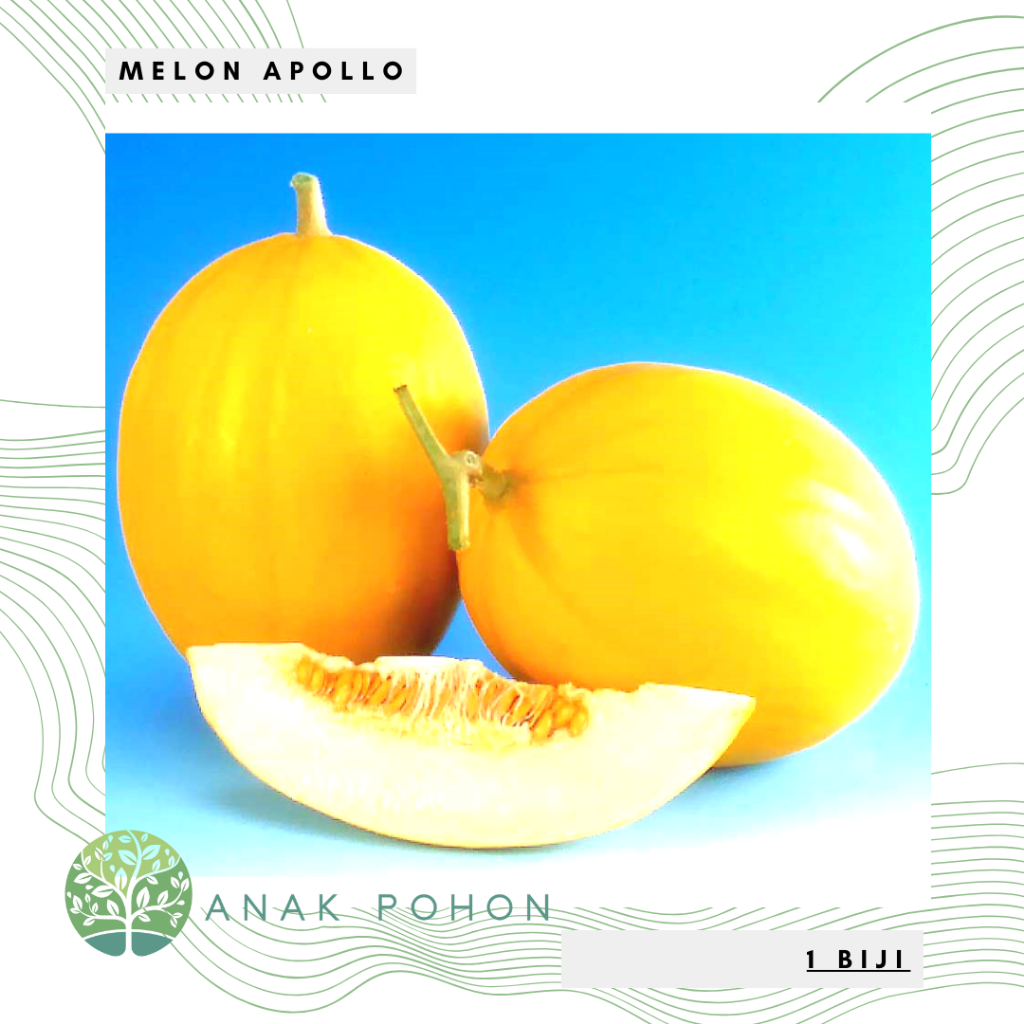Jual Benih Bibit Biji - Melon Premium Apollo F1 Hibrida Seeds - Rasa ...