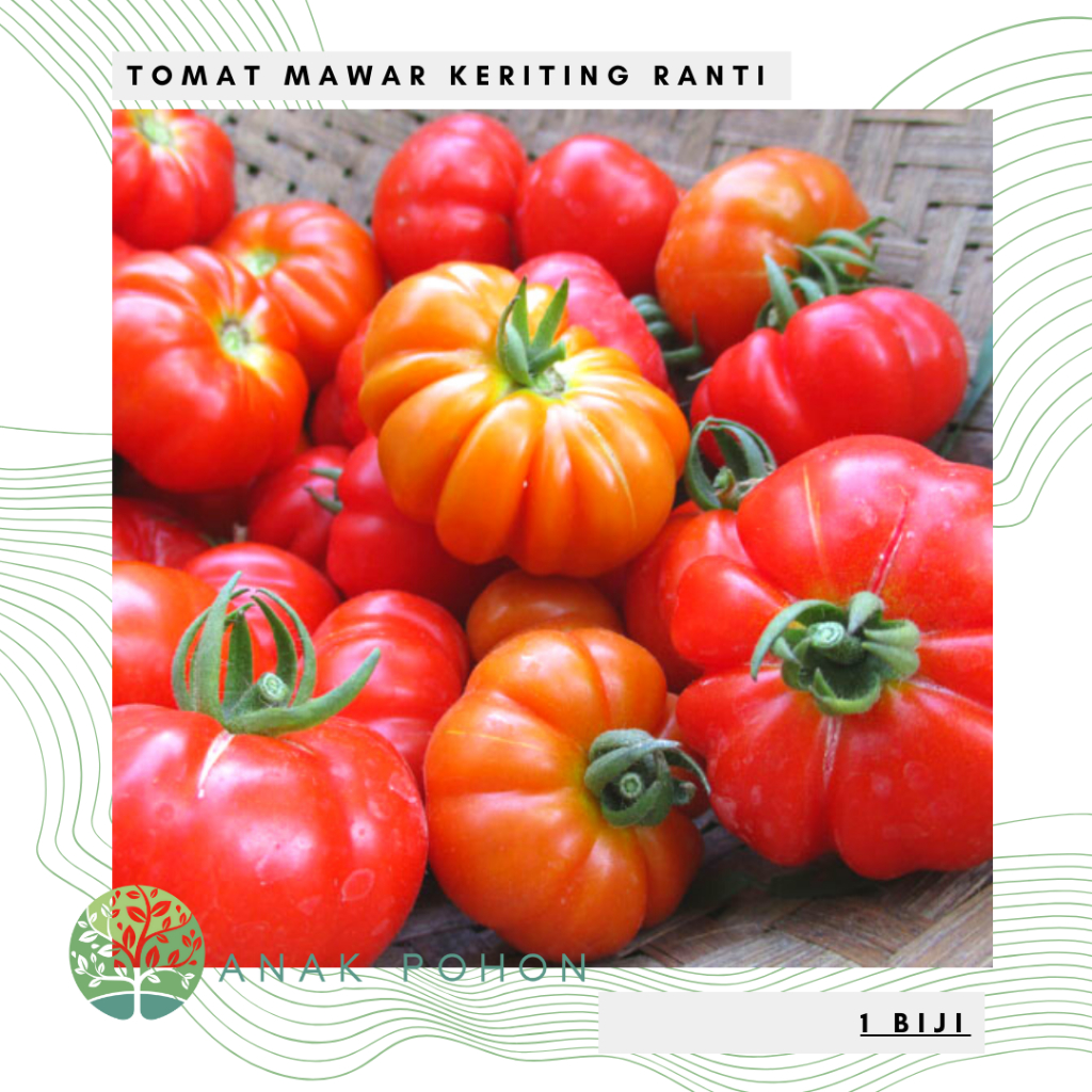 Jual Benih Bibit Biji - Tomat Mawar Keriting Ranti Tomat Belimbing ...