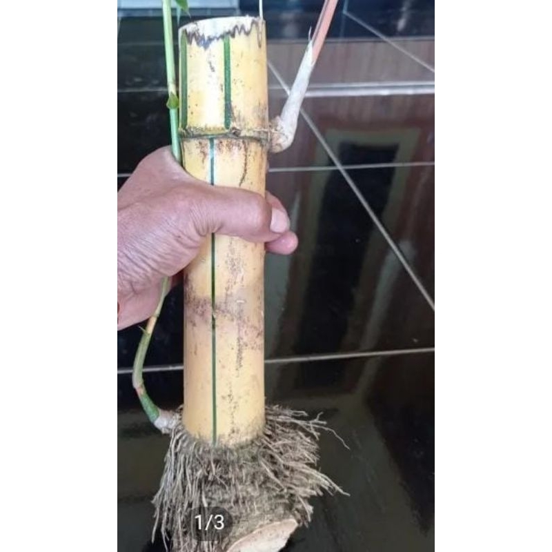 Jual bibit bonggol bambu kuning besar | Shopee Indonesia