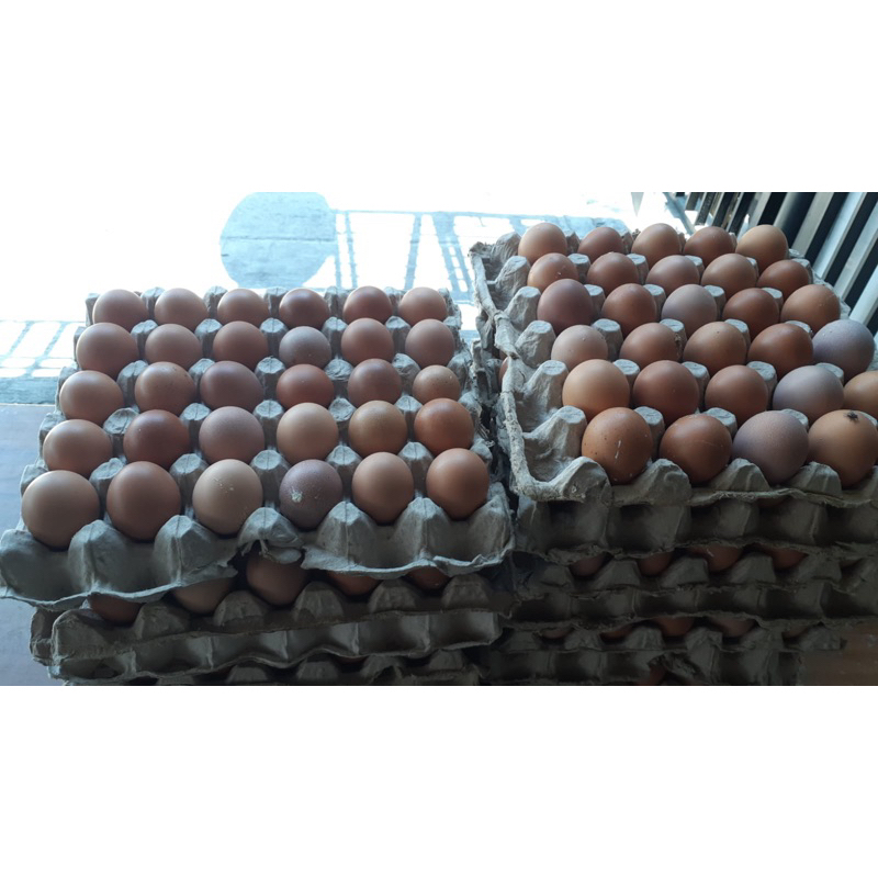 Jual Telur Ayam Ras ( Kecil ) | Shopee Indonesia