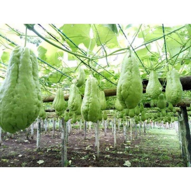 Jual bibit labu siam jumbo super siap tanam | Shopee Indonesia