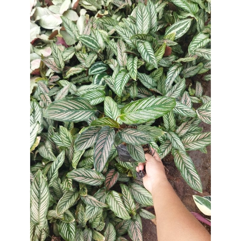 Jual tanaman hias calathea red star sisir | Shopee Indonesia