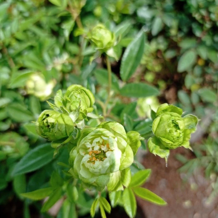 Jual Tanaman Mawar Import HIJAU ECLAIR Berbunga Wangi & Bergaransi ...