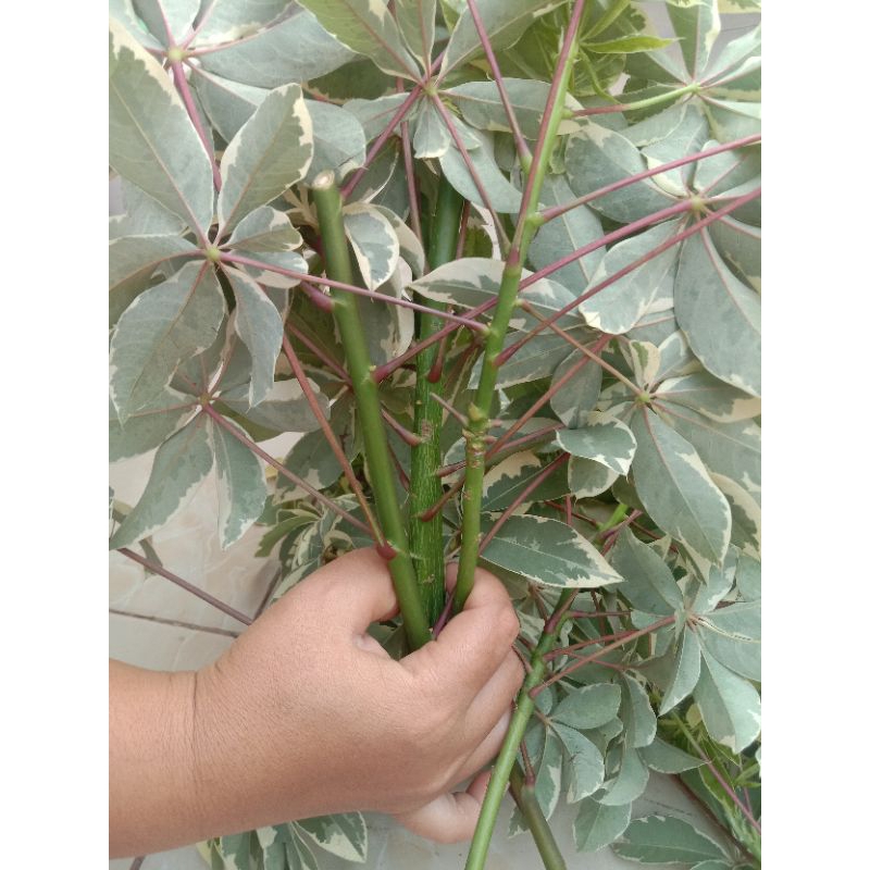 Jual bahan bonsai Randu varigata, entres 30 cm bahan okulasi | Shopee ...