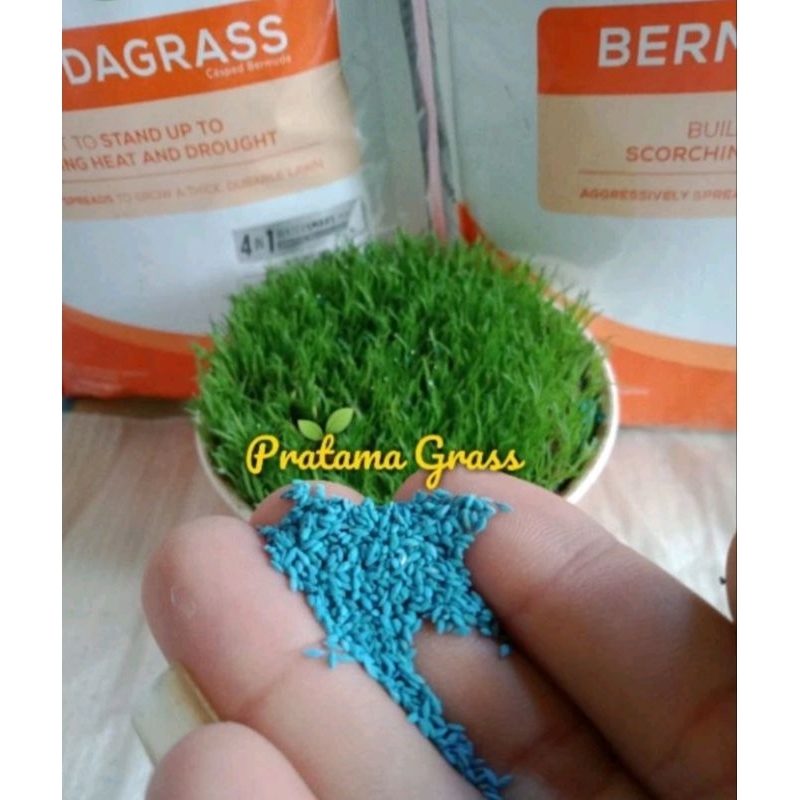 Jual Benih Bibit Rumput Jepang - Rumput Golf 10 Gram | Shopee Indonesia