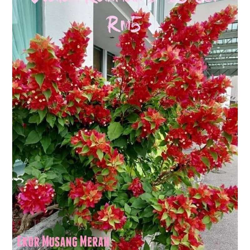 Jual Bunga Bugenvil ekor musang merah Berbunga/ Bugenvil / Tanaman hias ...