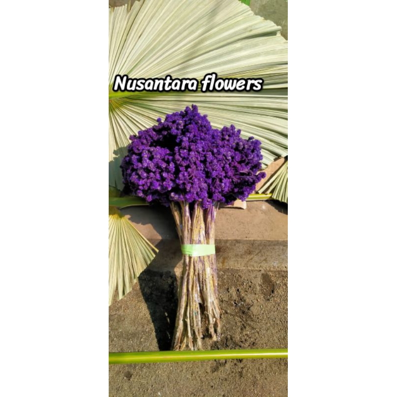 Jual Bunga edelweiss kering warna / buket bunga / bahan mahar ...