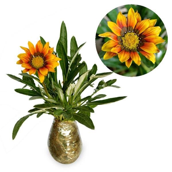 Jual Tanaman Hias Bunga Matahari Mini Gazania - Tanaman Hias Mini ...
