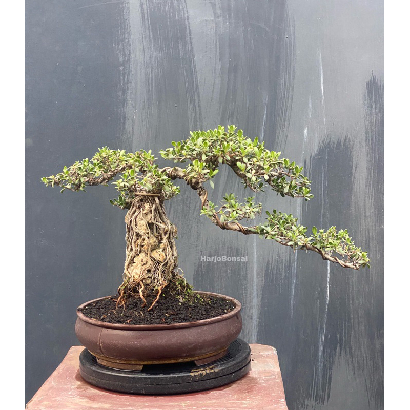 Jual bonsai santigi on the rock dari biji | Shopee Indonesia