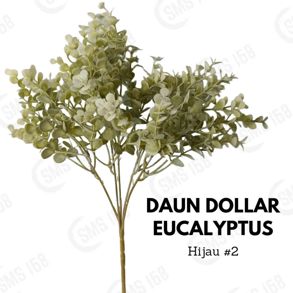 Jual Daun dollar eucalyptus ( Premium ) | Shopee Indonesia