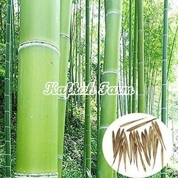 Jual Benih 2 Biji BAMBU MOSO Green | Shopee Indonesia