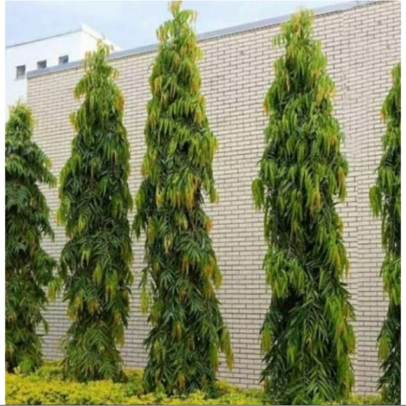 Jual Glodokan tiang | Shopee Indonesia