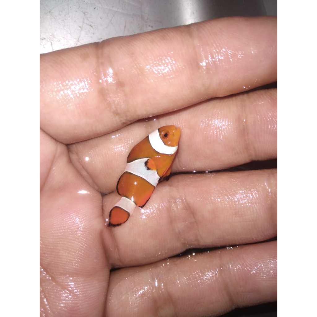 Jual Nemo Size T - Ocellaris Clownfish | Shopee Indonesia