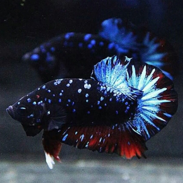 Jual Cupang Avatar Gordon Blue genetic | Shopee Indonesia