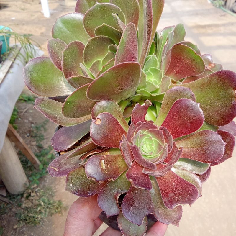 Jual Sukulen Aeonium Arbotium | Sukulen Merah | Shopee Indonesia