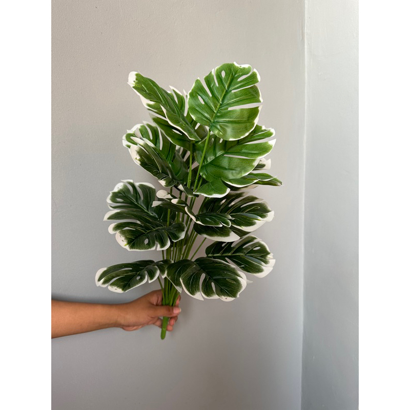 Jual TANAMAN MONSTERA KECIL LIST PUTIH(belum pot) | Shopee Indonesia