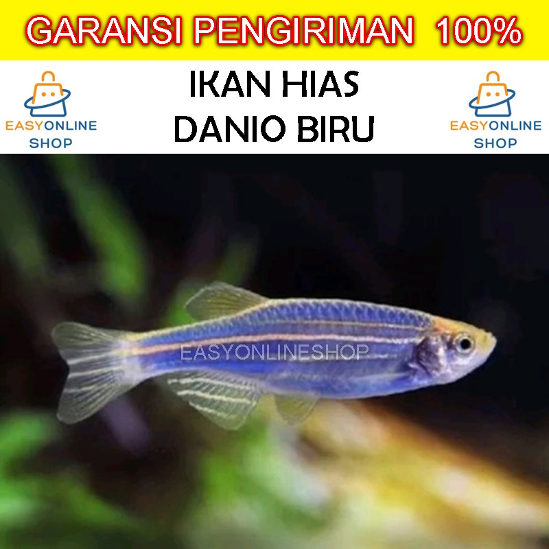 Jual Ikan Hias Danio Blue / Ikan Hias Danio Zebra Biru Aquascape ...