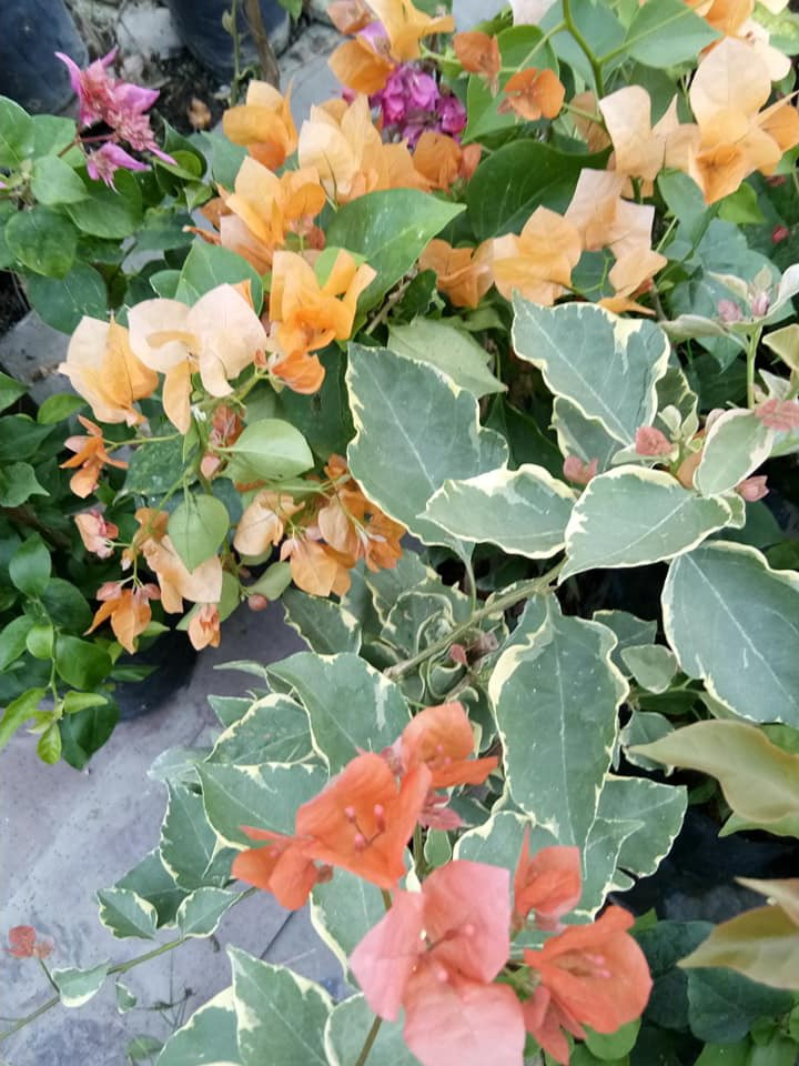 Jual Bunga Bugenvil Delima Kuning Batang Besar | Shopee Indonesia