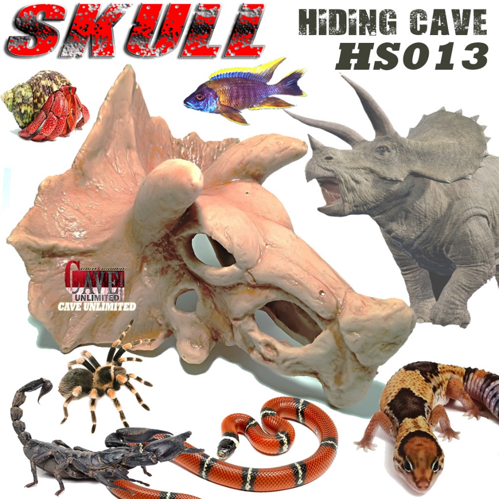 Jual HS013 HIDINGCAVE SKULL SKELETON TENGKORAK KERANGKA FOSIL HEWAN ...