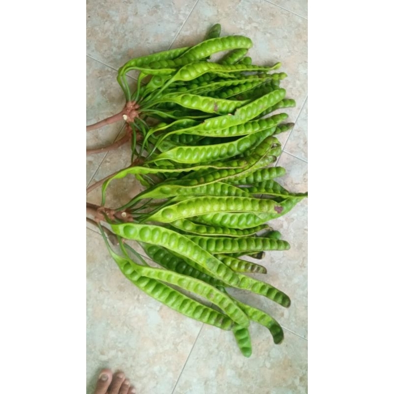 Jual Petay/Pete/Petai Enak Manis Asli Kuningan | Shopee Indonesia