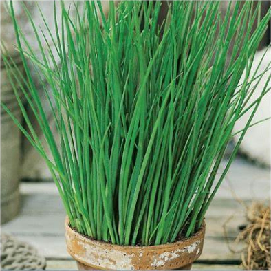 Jual Bibit Bawang Kucai Tanaman Bawang Kucay bawang batak bawang lokio ...