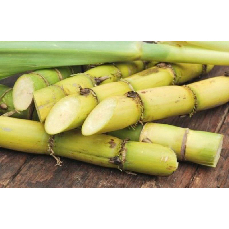 Jual Tebu hijau segar tebu madu 1 kg | Shopee Indonesia