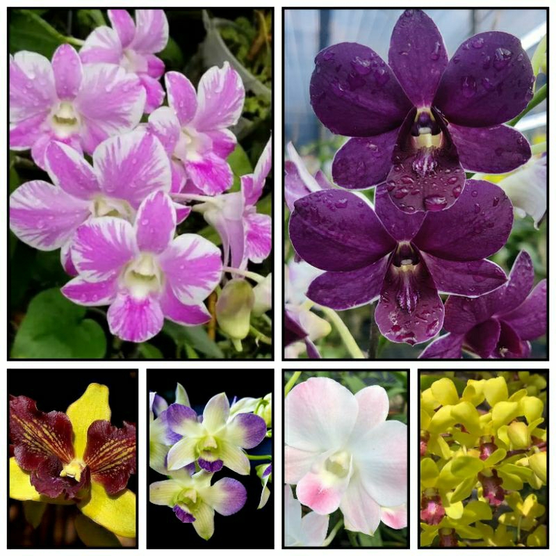 Jual Seedling Dendrobium Bulat | Shopee Indonesia
