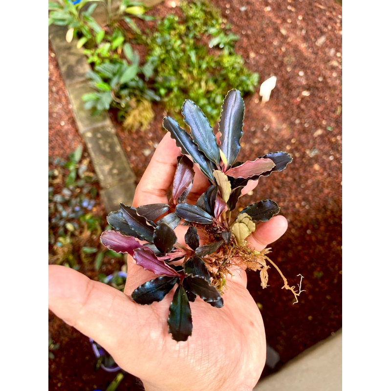 Jual bucephalandra rizome | Shopee Indonesia