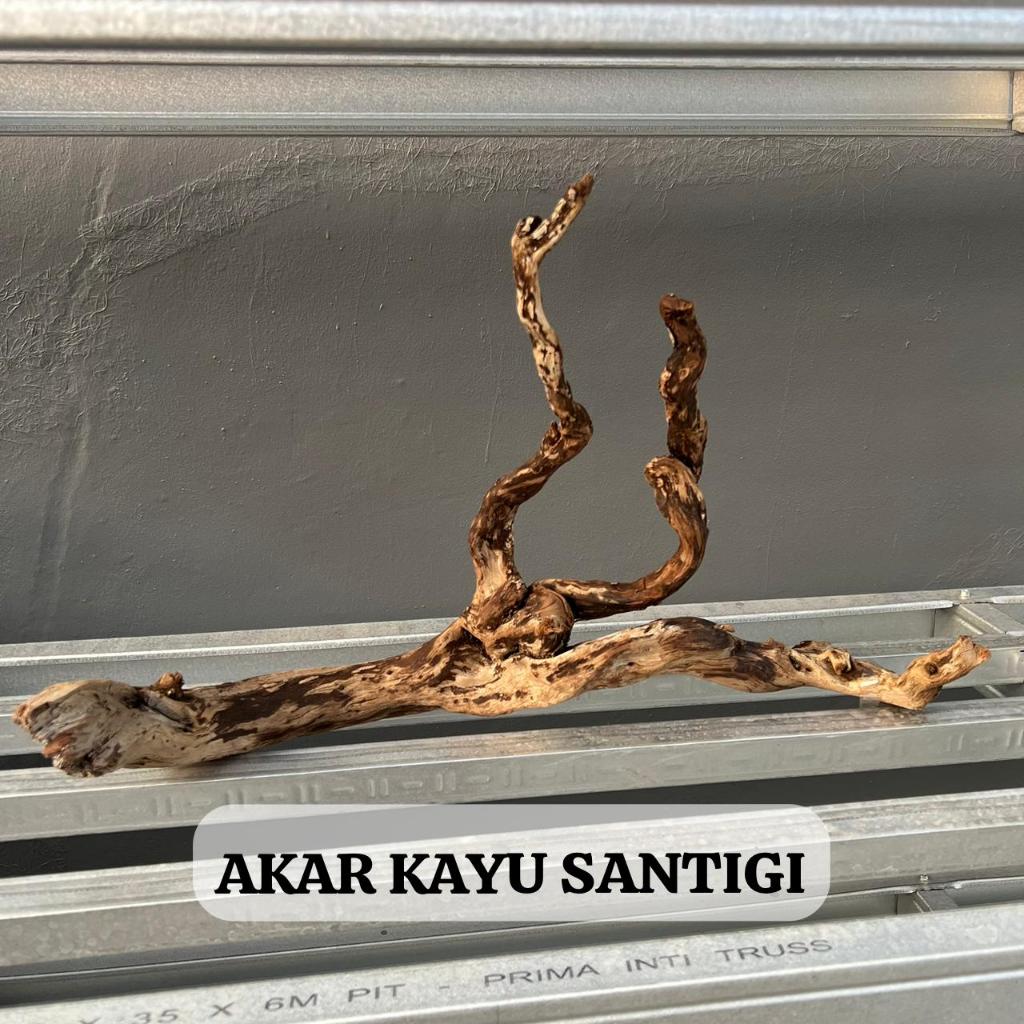 Jual Akar Santigi Laut Aquascape Paludarium | Akar Kayu Hiasan Aquarium ...