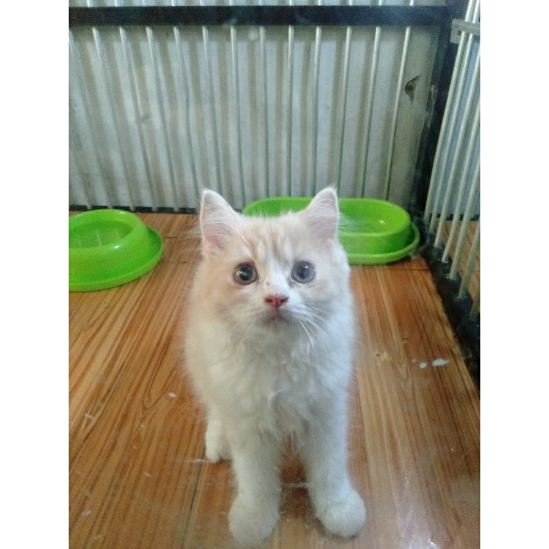 Jual Anak kucing anggora/kitten Persia flatnose/kucing Persia betina ... Jual Anak kucing anggora/kitten Persia flatnose/kucing Persia betina ...