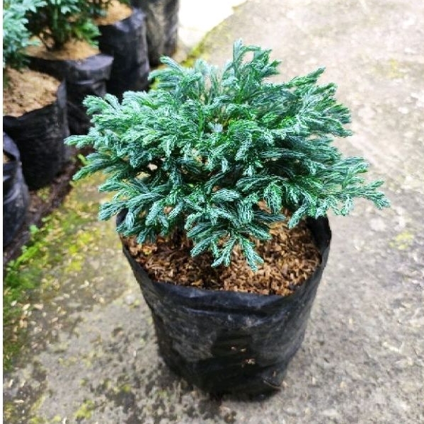 Jual Bibit Pohon/Tanaman Cemara Perak Biru/ Cemara Silver pine RIMBUN ...