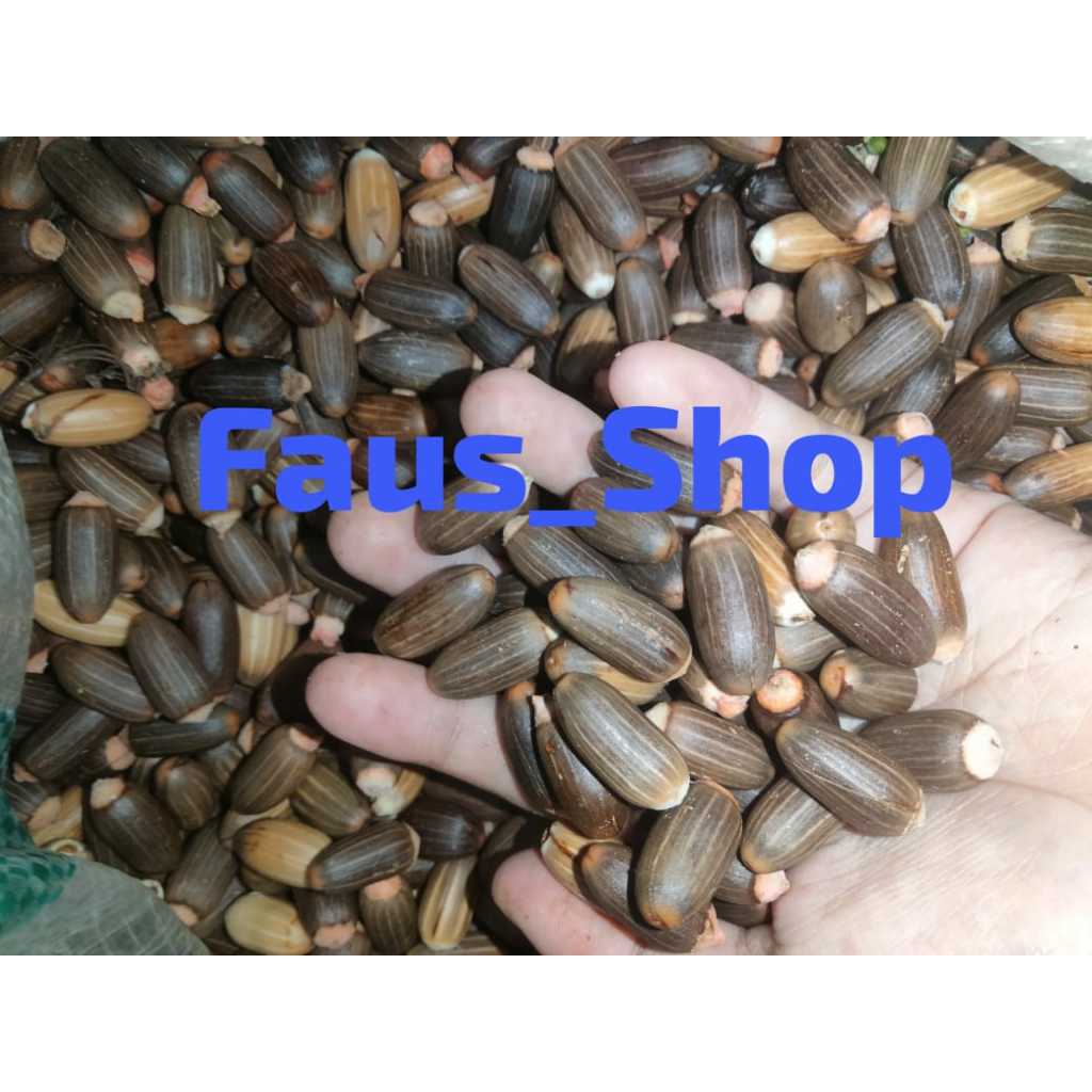 Jual BIJI MELINJO SUPER 1 KG | Shopee Indonesia