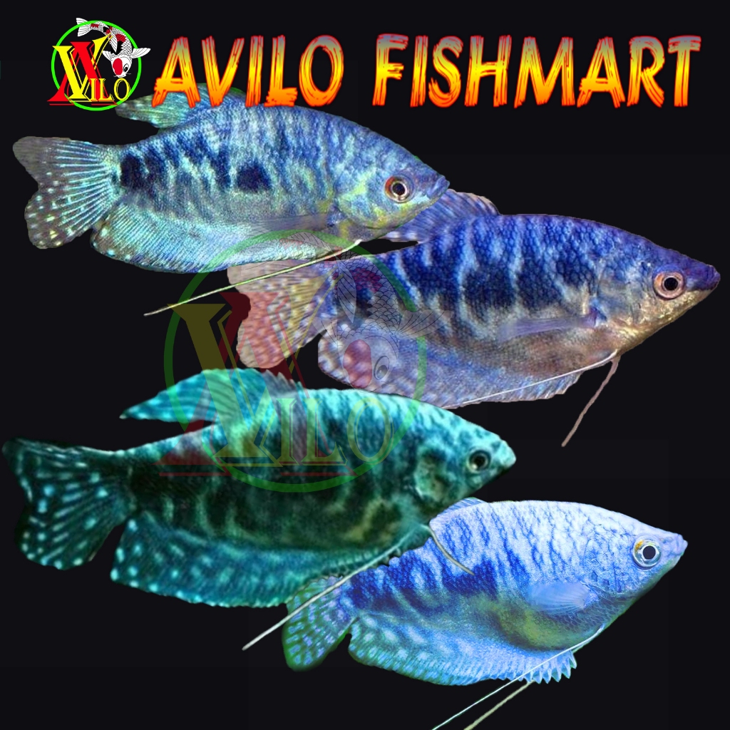 Jual ikan hias aquascape sepat biru rosbi size kecil | Shopee Indonesia