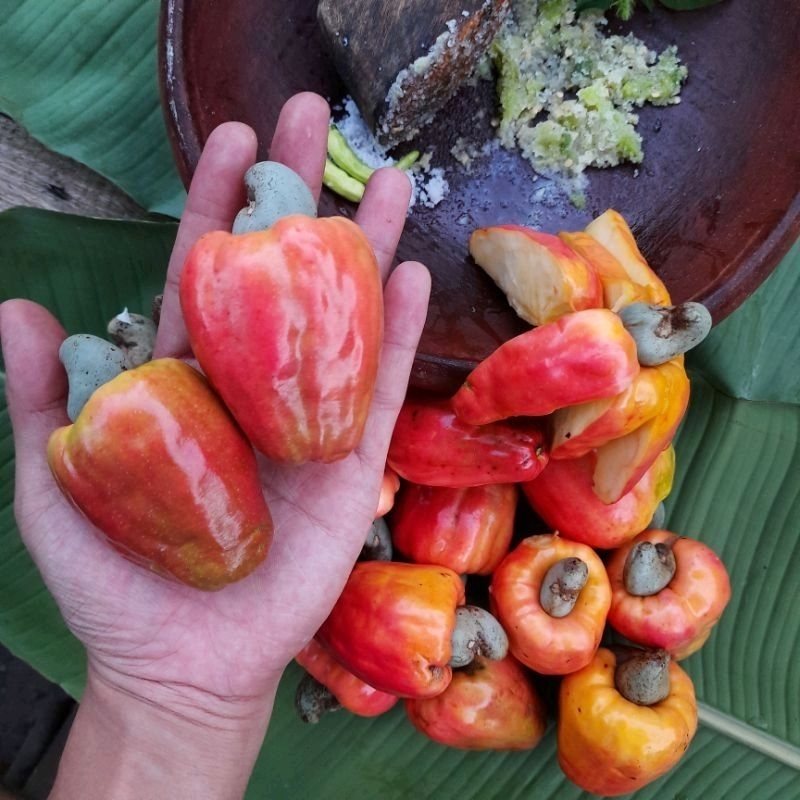 Jual Buah Mete / Jambu Mede #FRESH / Jambu Monyet Jambu Wonogiri ...