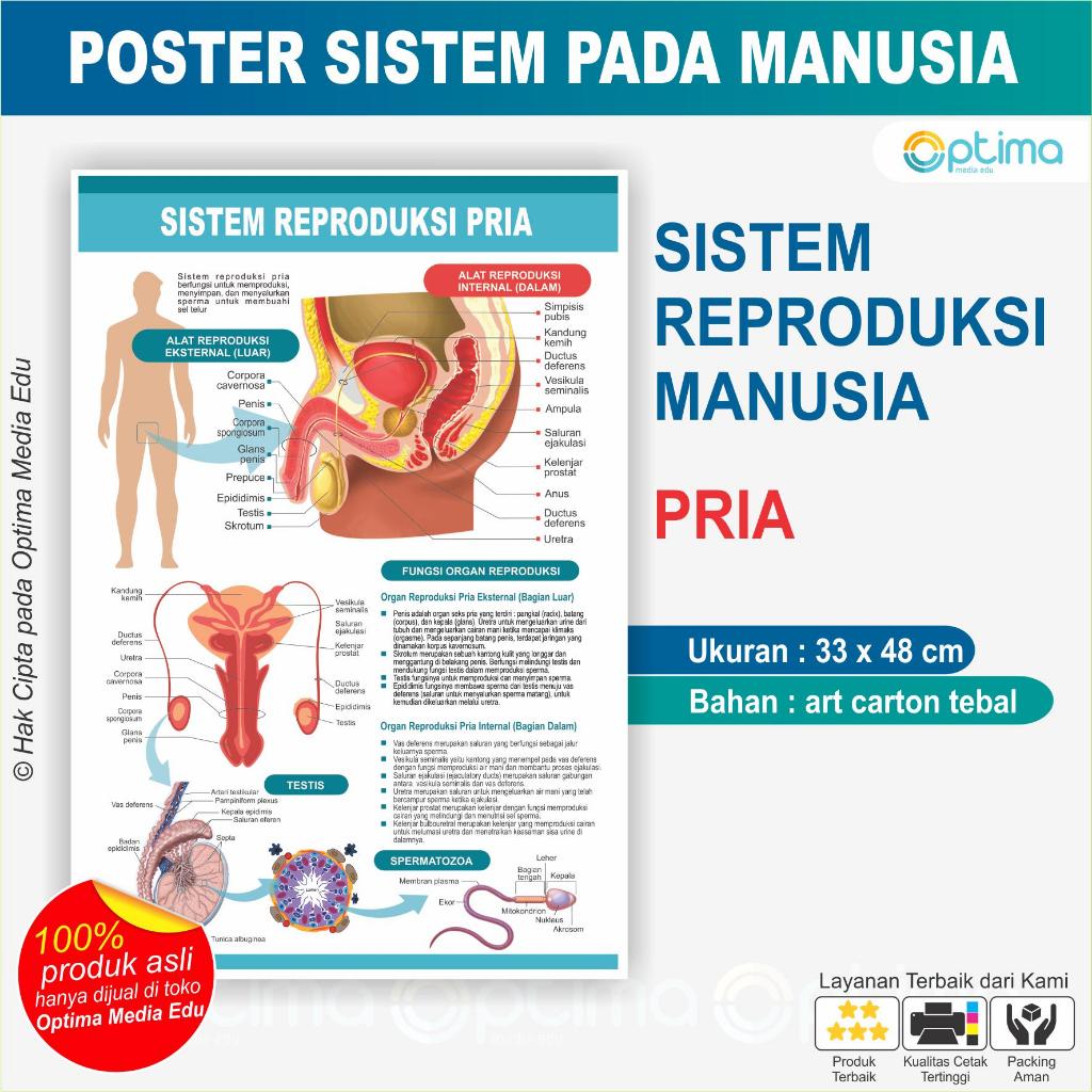 Jual Poster Carta Anatomi Sistem pada Manusia : Endokrin, Indra ...