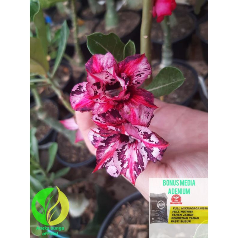 Jual ( adenium tumpuk + Media tanam ) bunga Kamboja jepang tumpuk merah ...