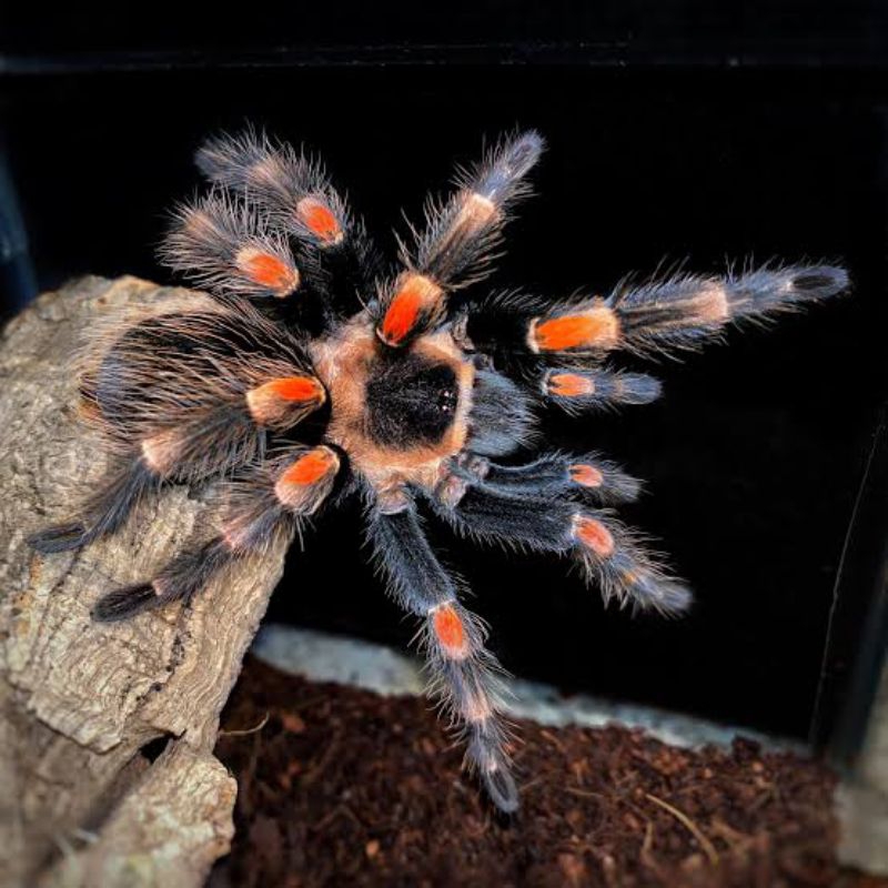 Jual brachypelma auratum | Shopee Indonesia