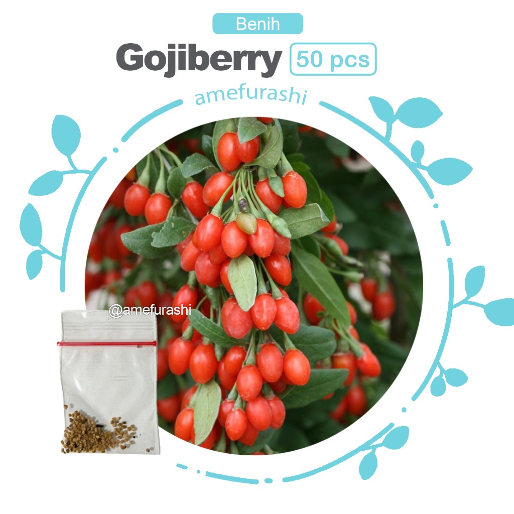 Jual Amefurashi 50 Benih Bibit Biji Buah Goji Berry Import Fruit ...