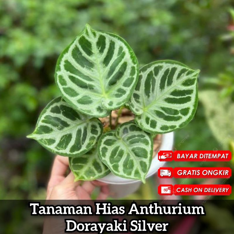 Jual PROMO!! Tanaman Hias Anthurium Dorayaki Silver - Anthurium Dorail ...