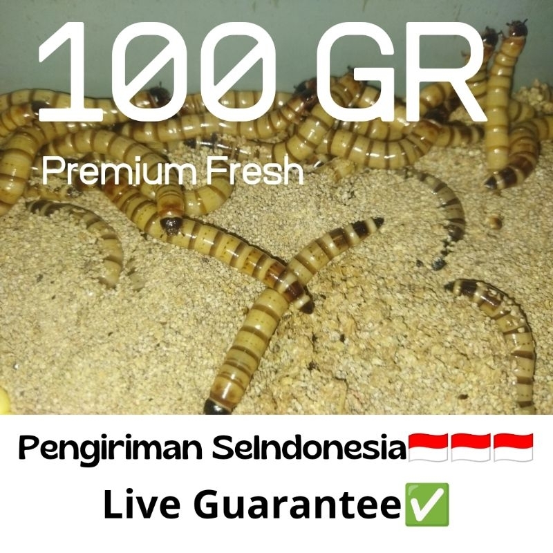 Jual ULAT JERMAN Pakan Reptile, Burung, Ikan Predator. Premium Fresh ...