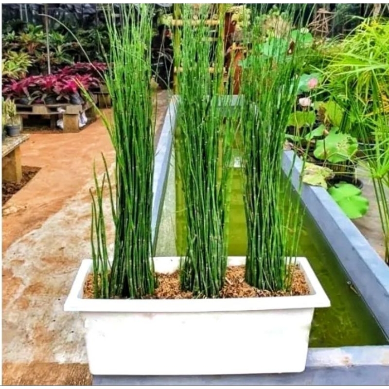 Jual tanaman hias bambu air mini - pohon lidi - lidian bambu air bibit ...