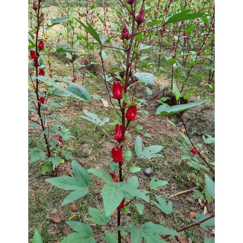 Jual Rosella Merah Fresh Langsung Petik Dari Ladang Sendiri 1 Kg ...