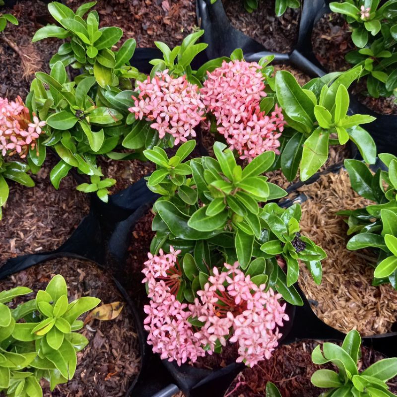 Jual Tanaman Hias Asoka Jambon Pink Flower ( Soka Bunga Pink) | Shopee ...
