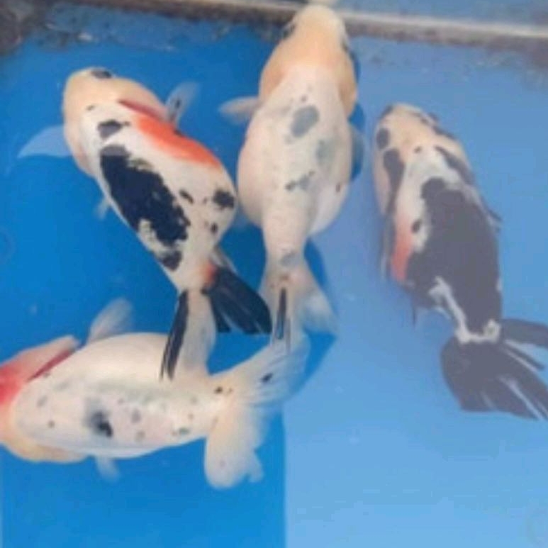 Jual packing gratis koki ranchu sapi ranchu black white berkualitas ...